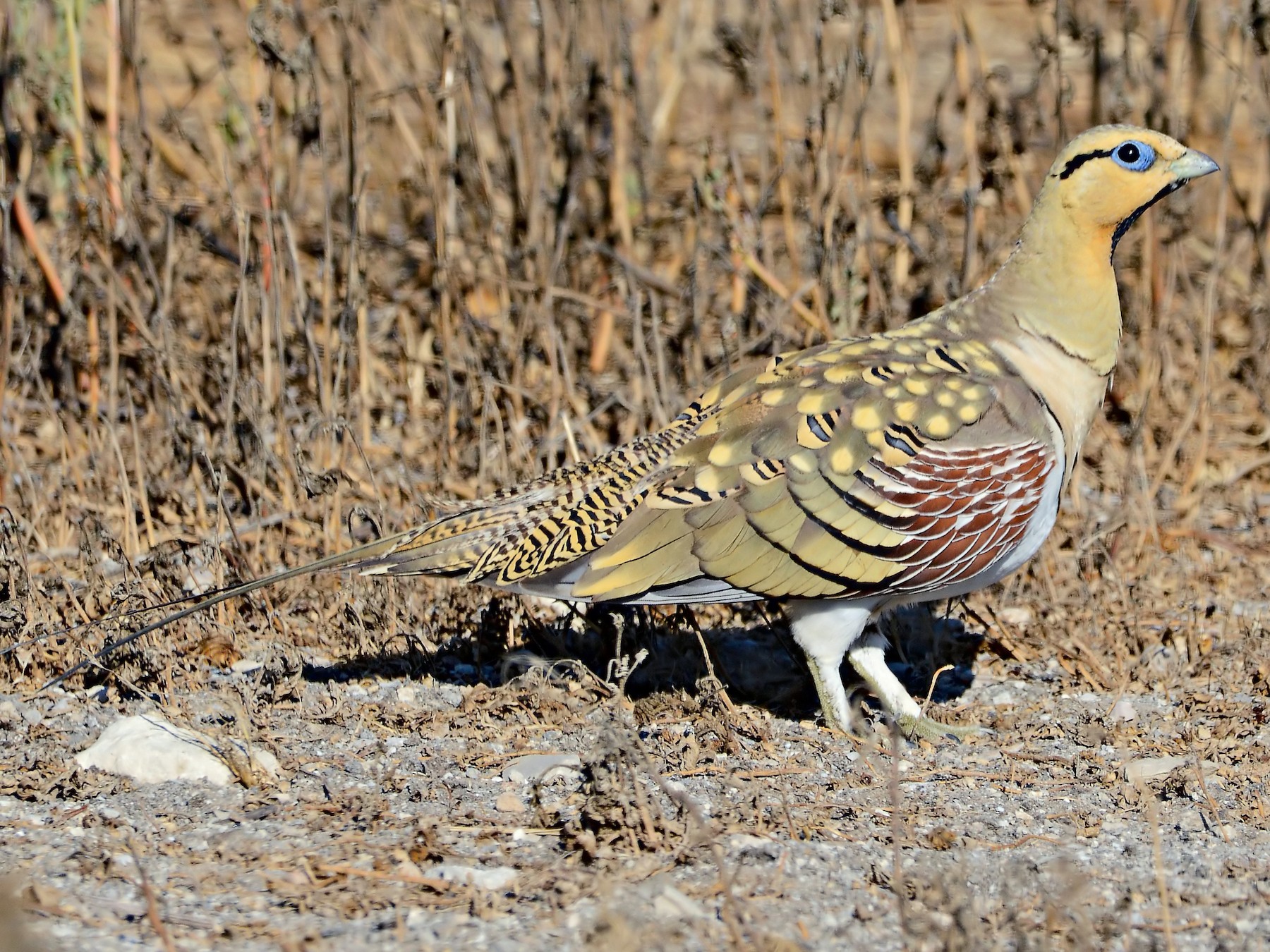 Pin-tailed Sandgrouse - eBird