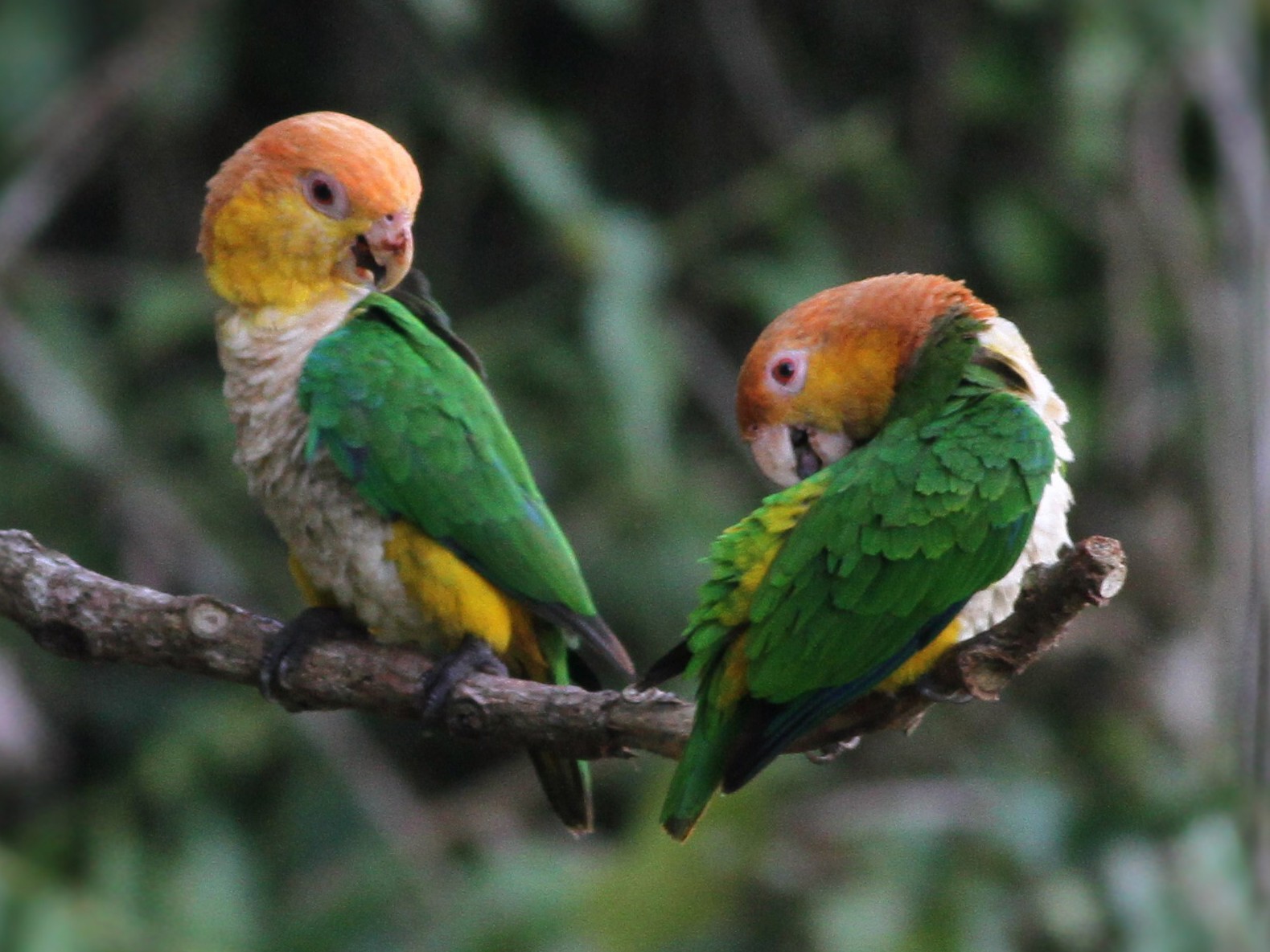 White-bellied Parrot - eBird