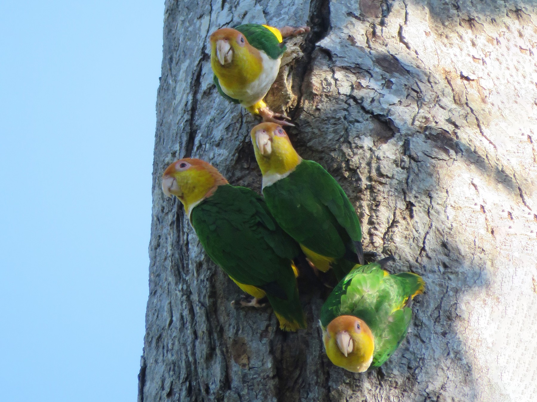 White-bellied Parrot - eBird
