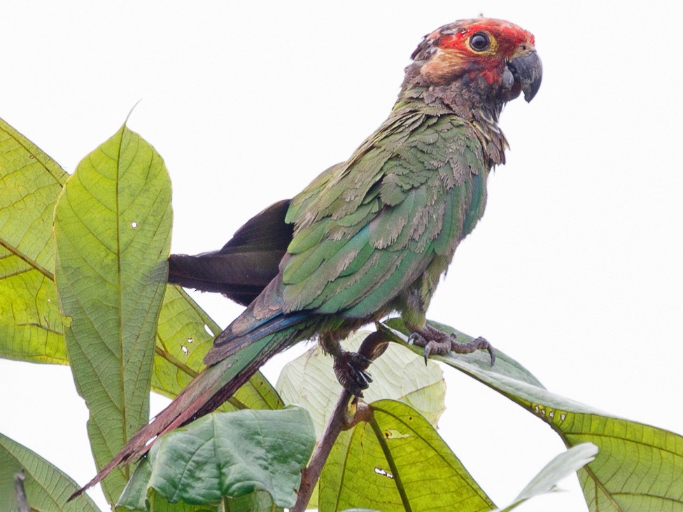 Rose-fronted Parakeet - Pyrrhura roseifrons - Birds of the World