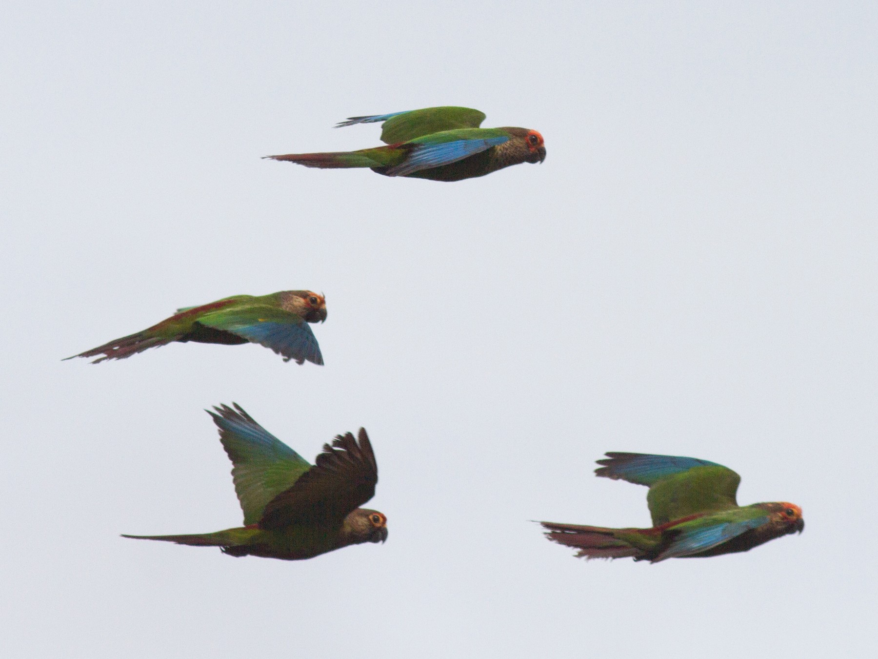 Rose-fronted Parakeet - eBird