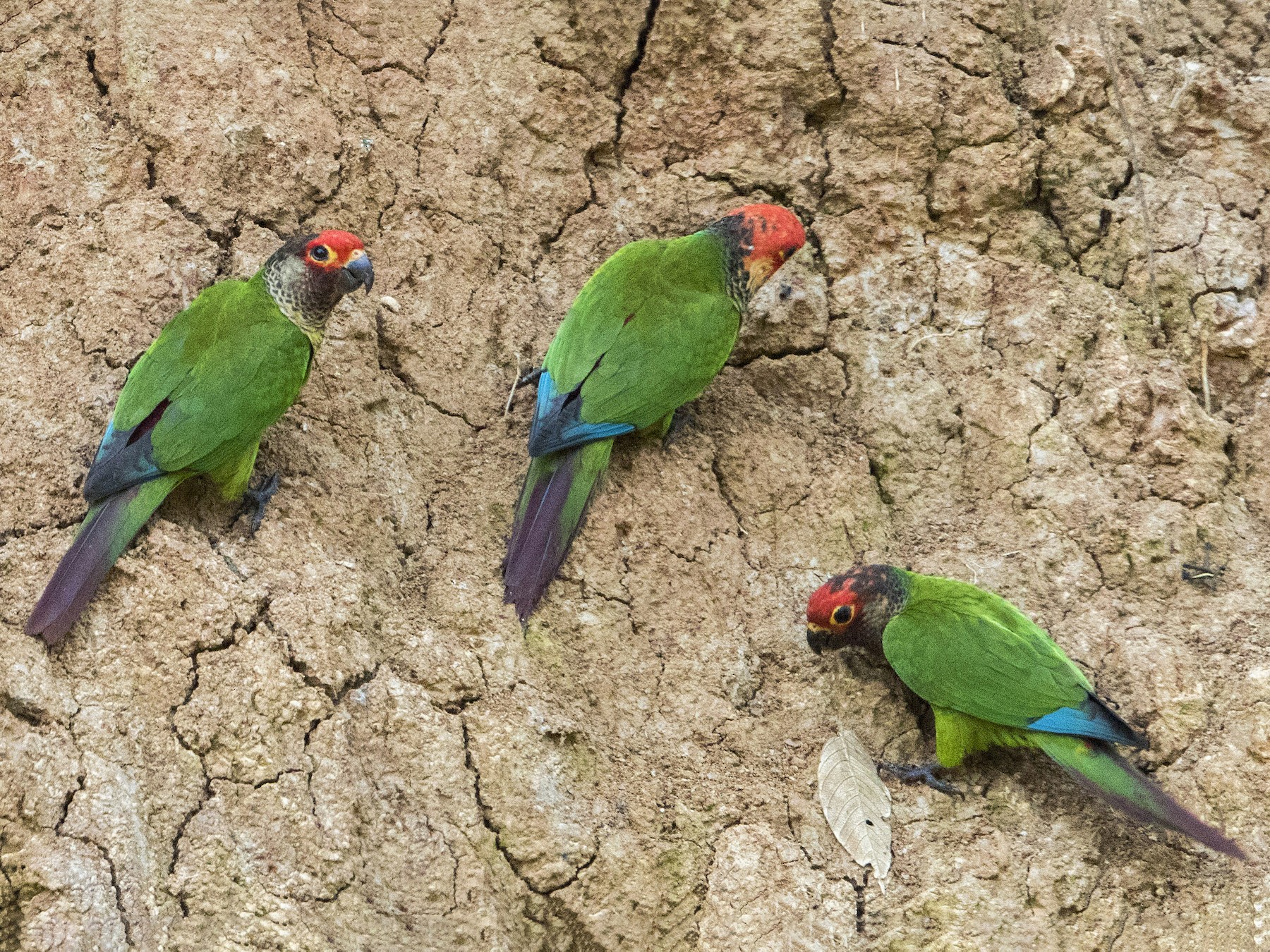 Rose-fronted Parakeet - eBird
