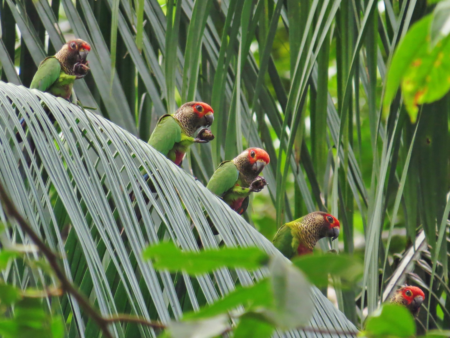 Rose-fronted Parakeet - eBird