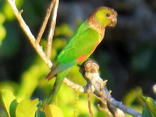Conure à cape noire - eBird
