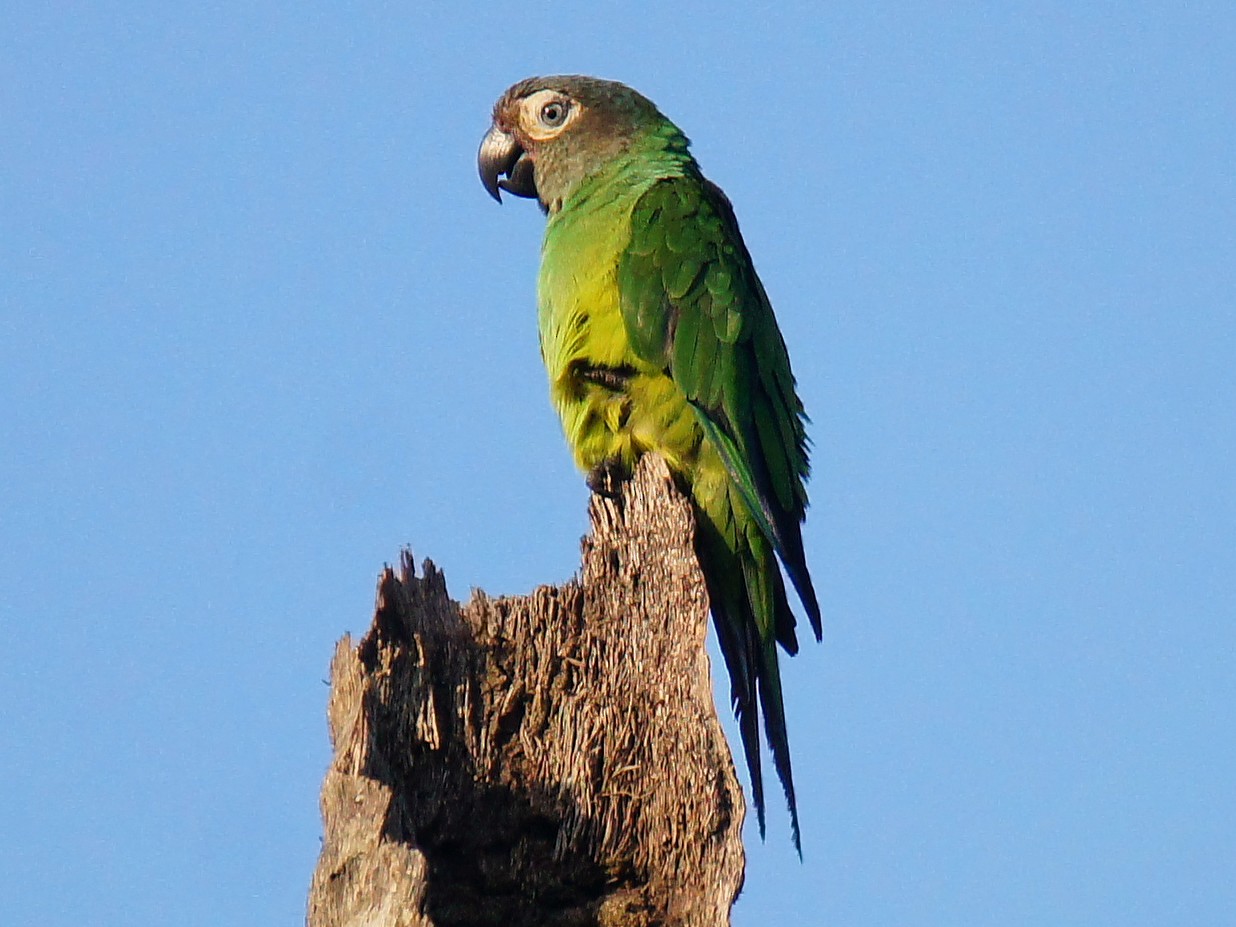 Dusky Conure Parrot