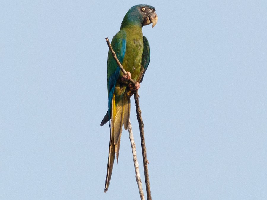 Blue-headed Macaw - eBird