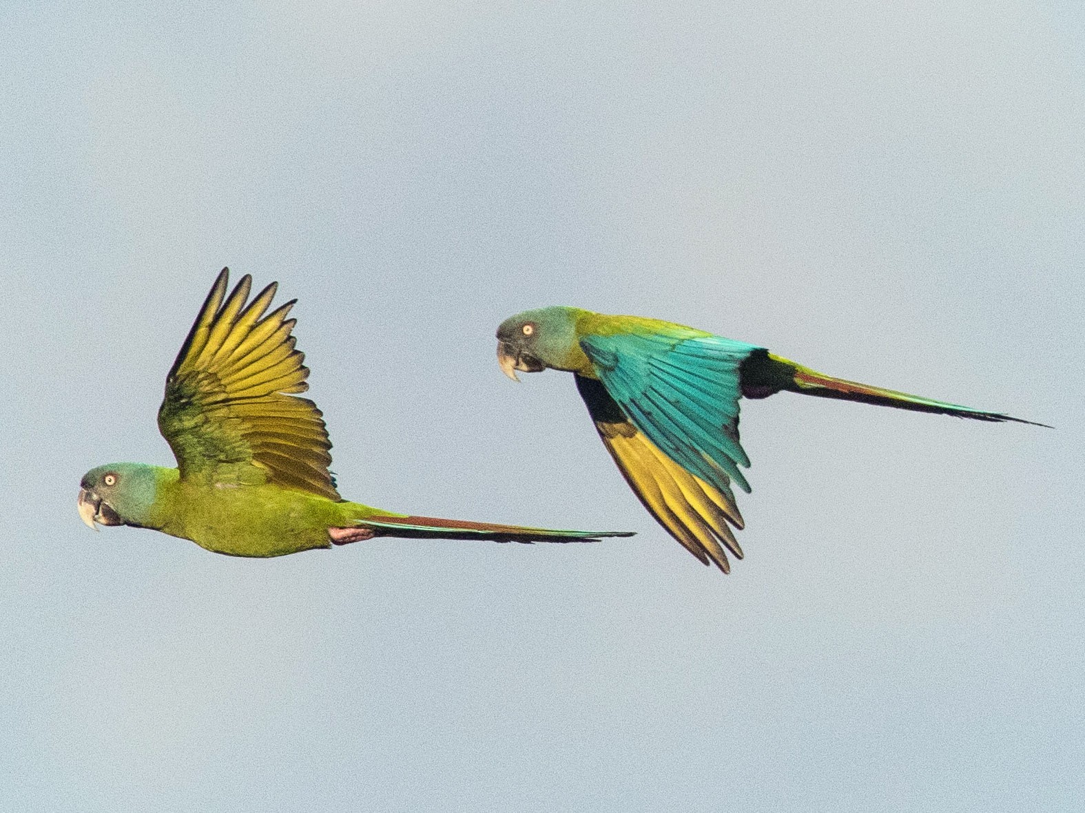 Blue-headed Macaw - eBird