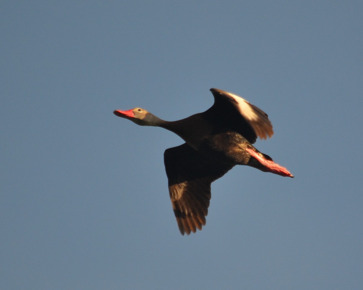 eBird Checklist - 15 Aug 2019 - Guana River WMA - 50 species