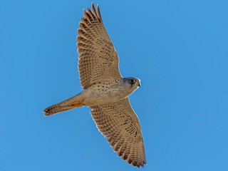 Gray Falcon - eBird