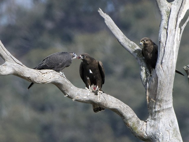 Photos - Black Falcon - Falco subniger - Birds of the World