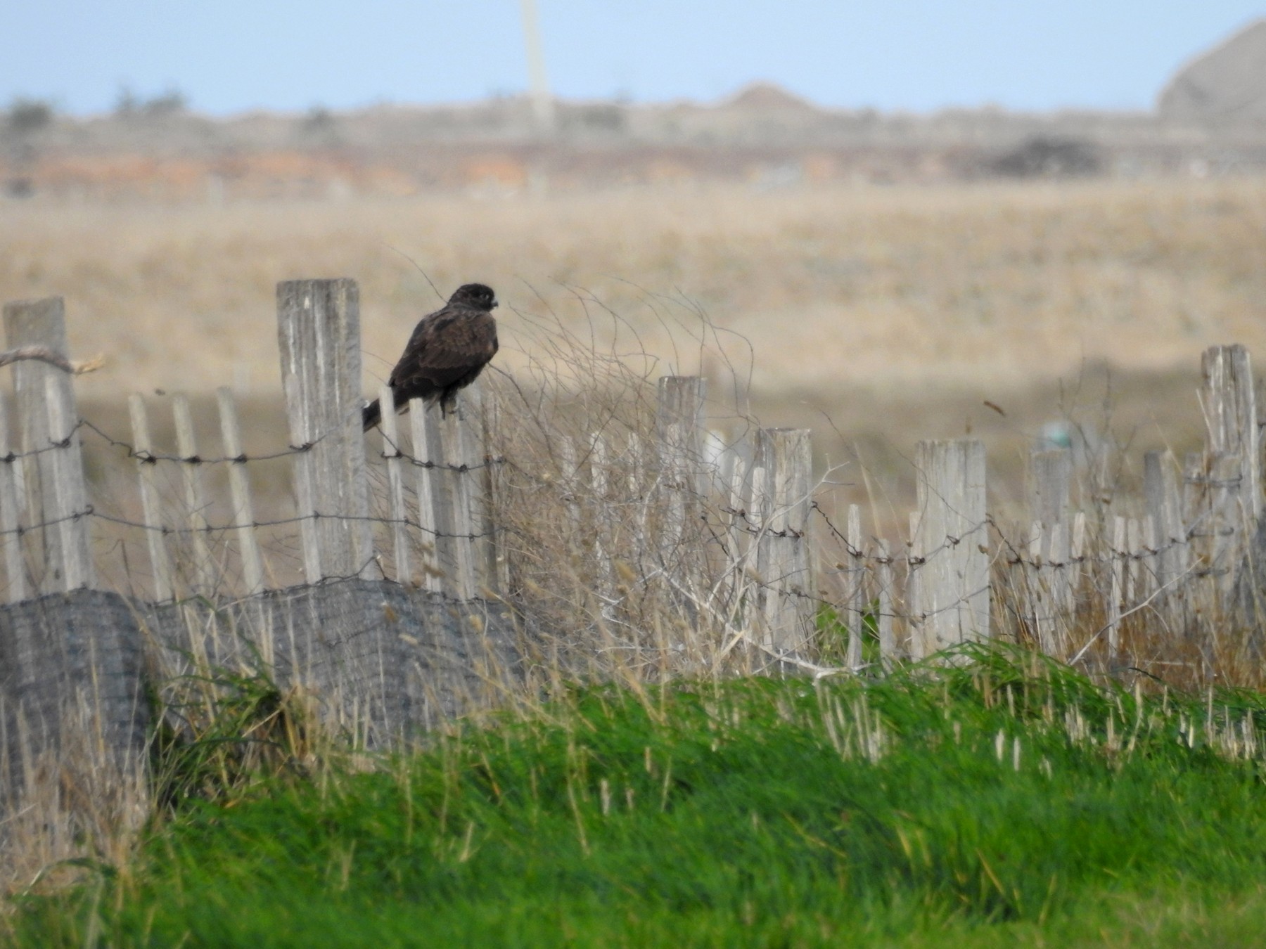 Black Falcon - eBird