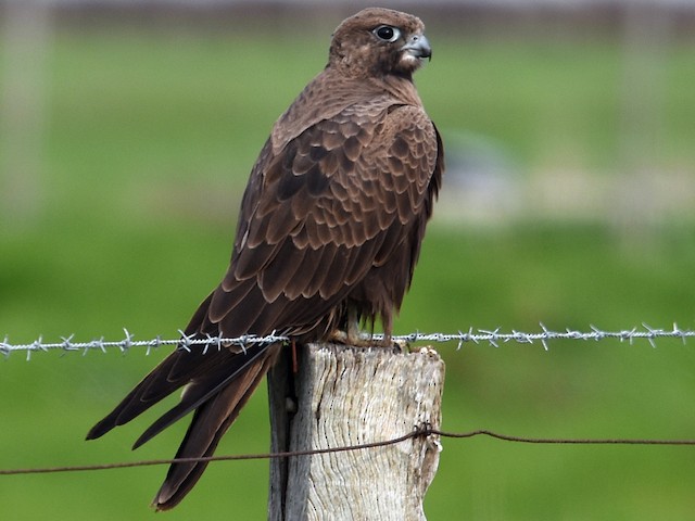 Photos - Black Falcon - Falco subniger - Birds of the World