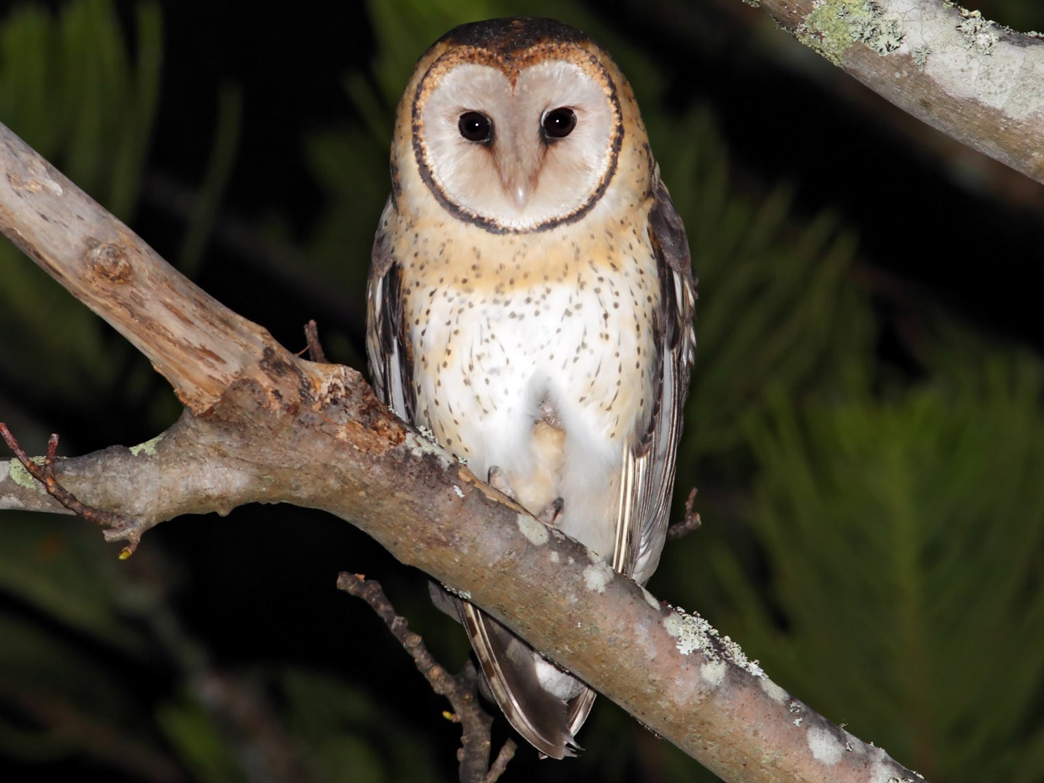 Australian Masked-Owl - eBird