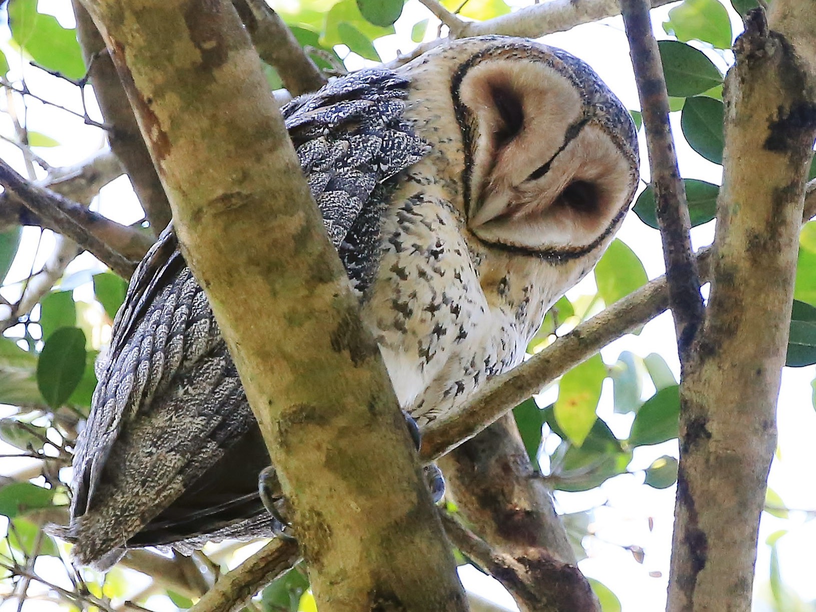 Australian Masked-Owl - eBird