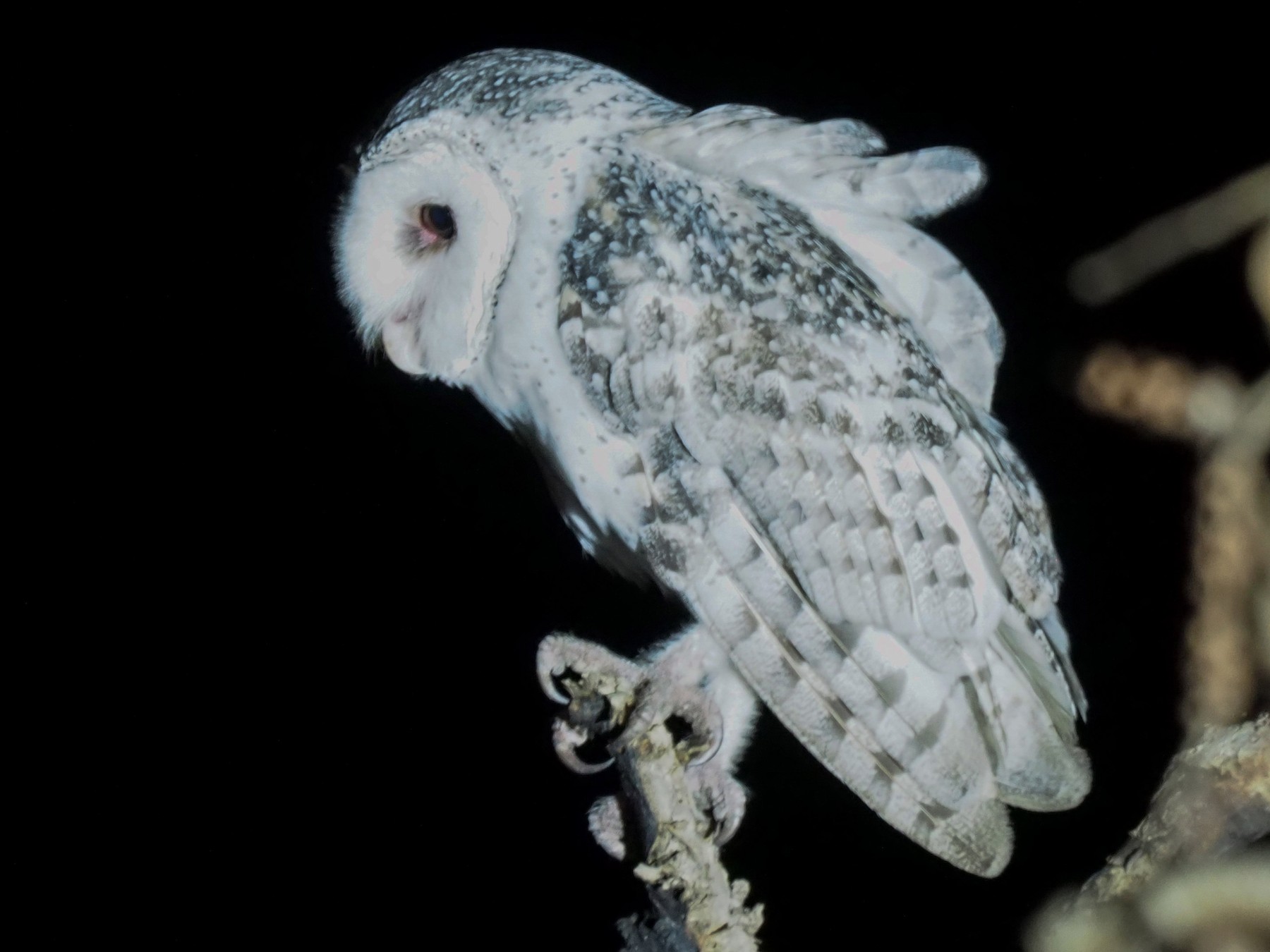 Australian Masked-Owl - eBird