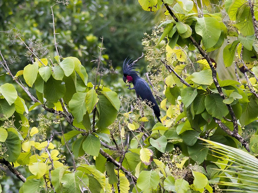 Palm Cockatoo - eBird
