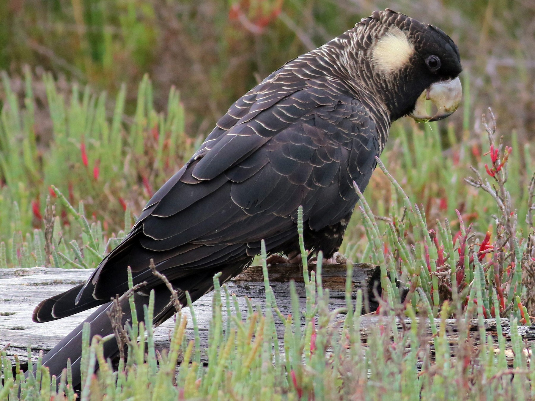 Carnaby's Black-Cockatoo - eBird