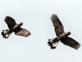 Carnaby's Black-Cockatoo - eBird
