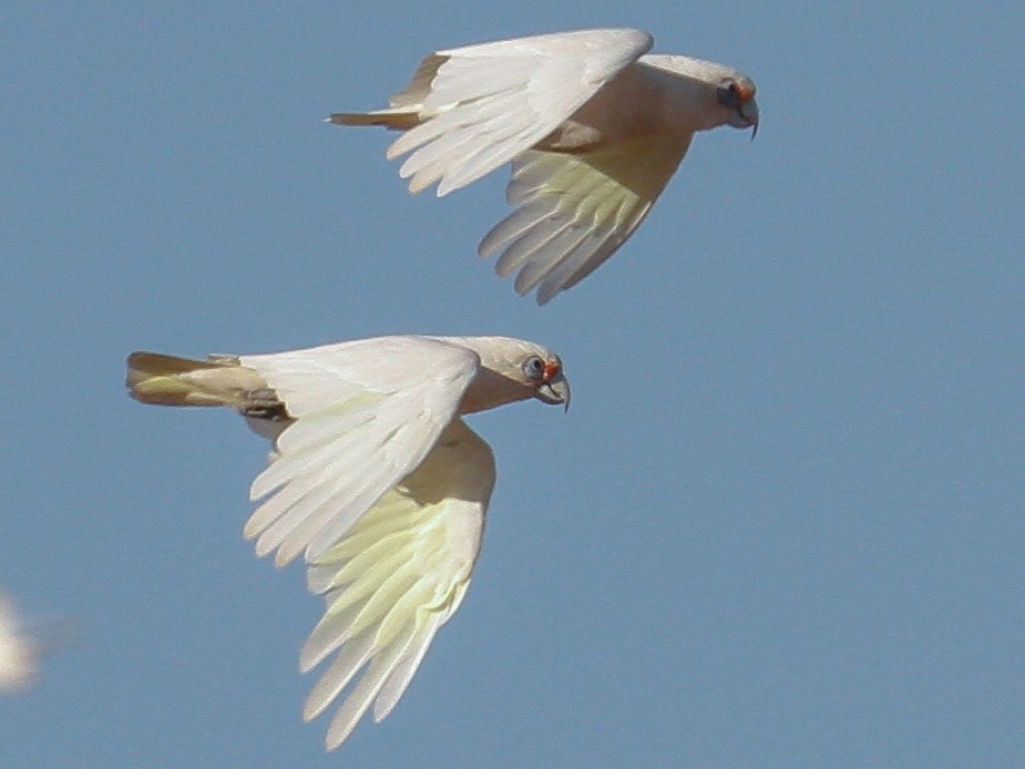 Western Corella - eBird