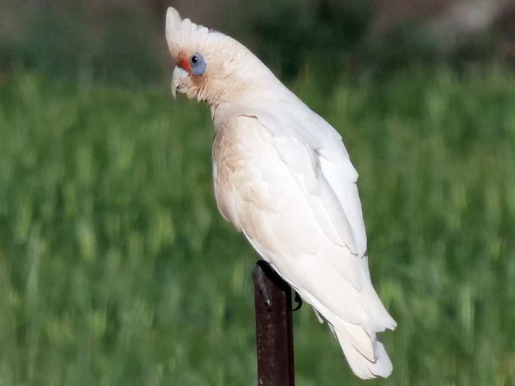Western Corella - eBird