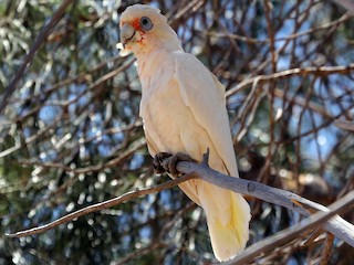 Western Corella - eBird