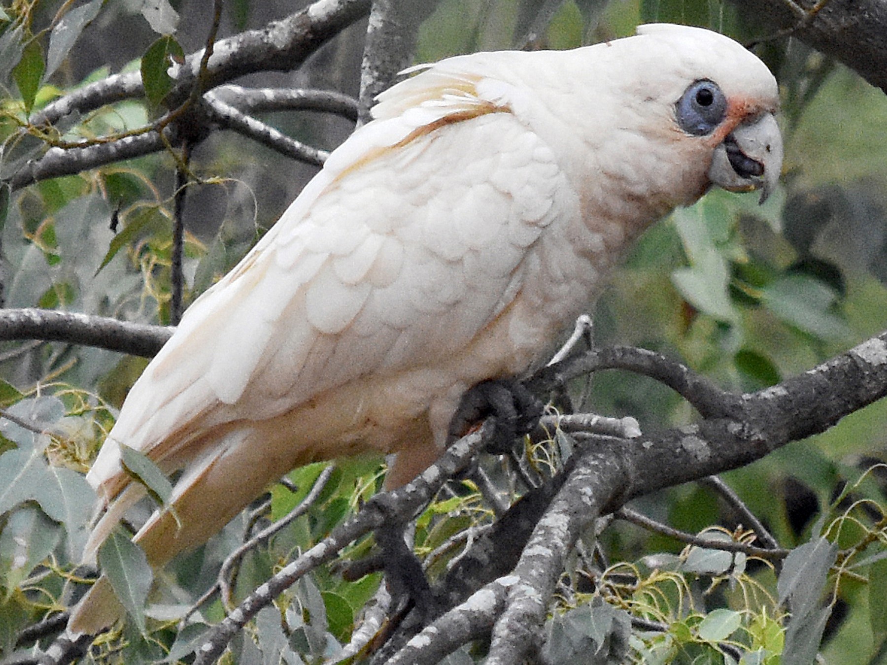 Western Corella - eBird