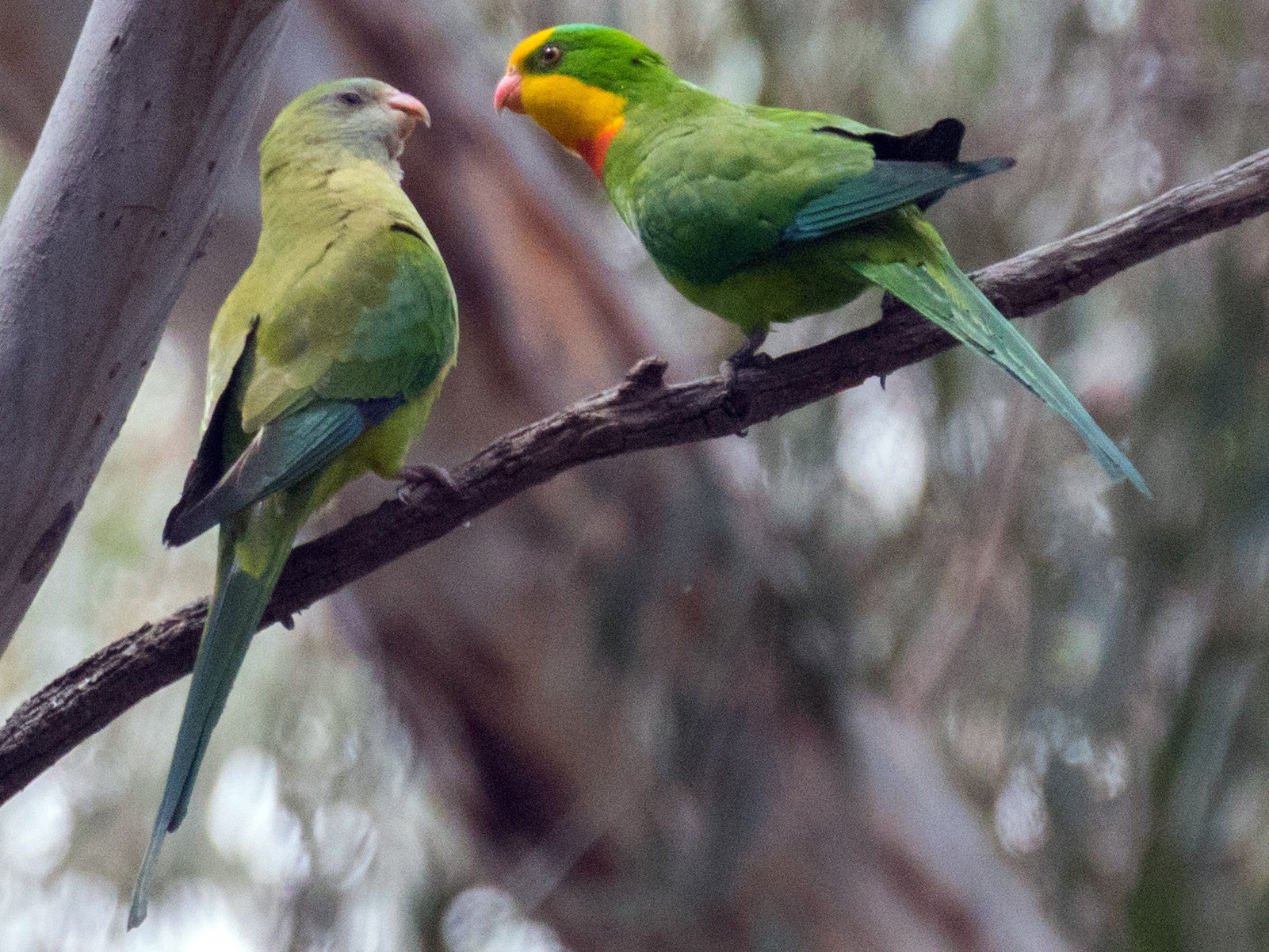 Superb Parrot - eBird