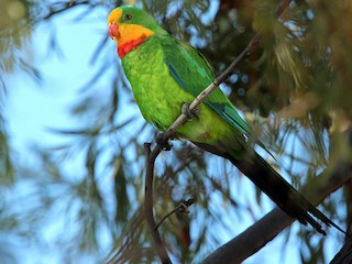 Superb Parrot - eBird
