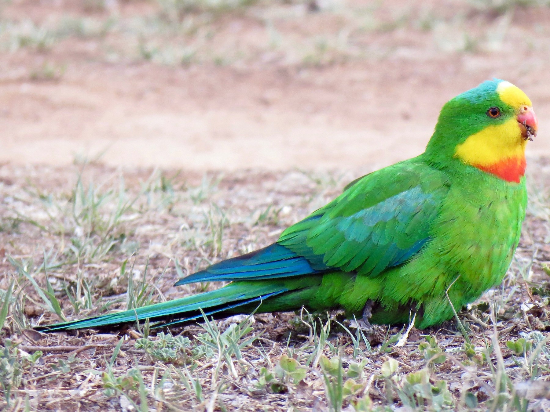 Superb Parrot - eBird