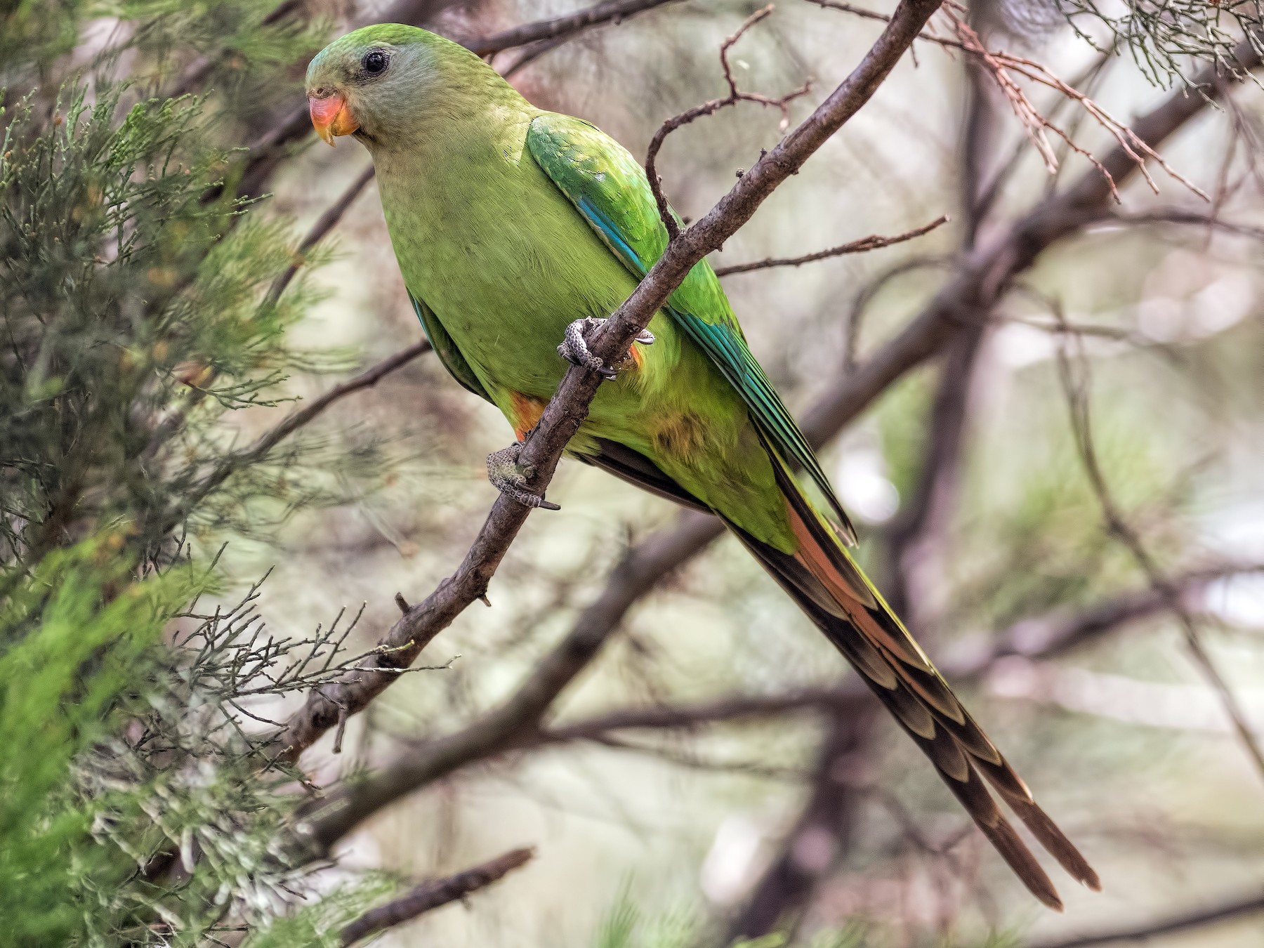 Superb Parrot - eBird