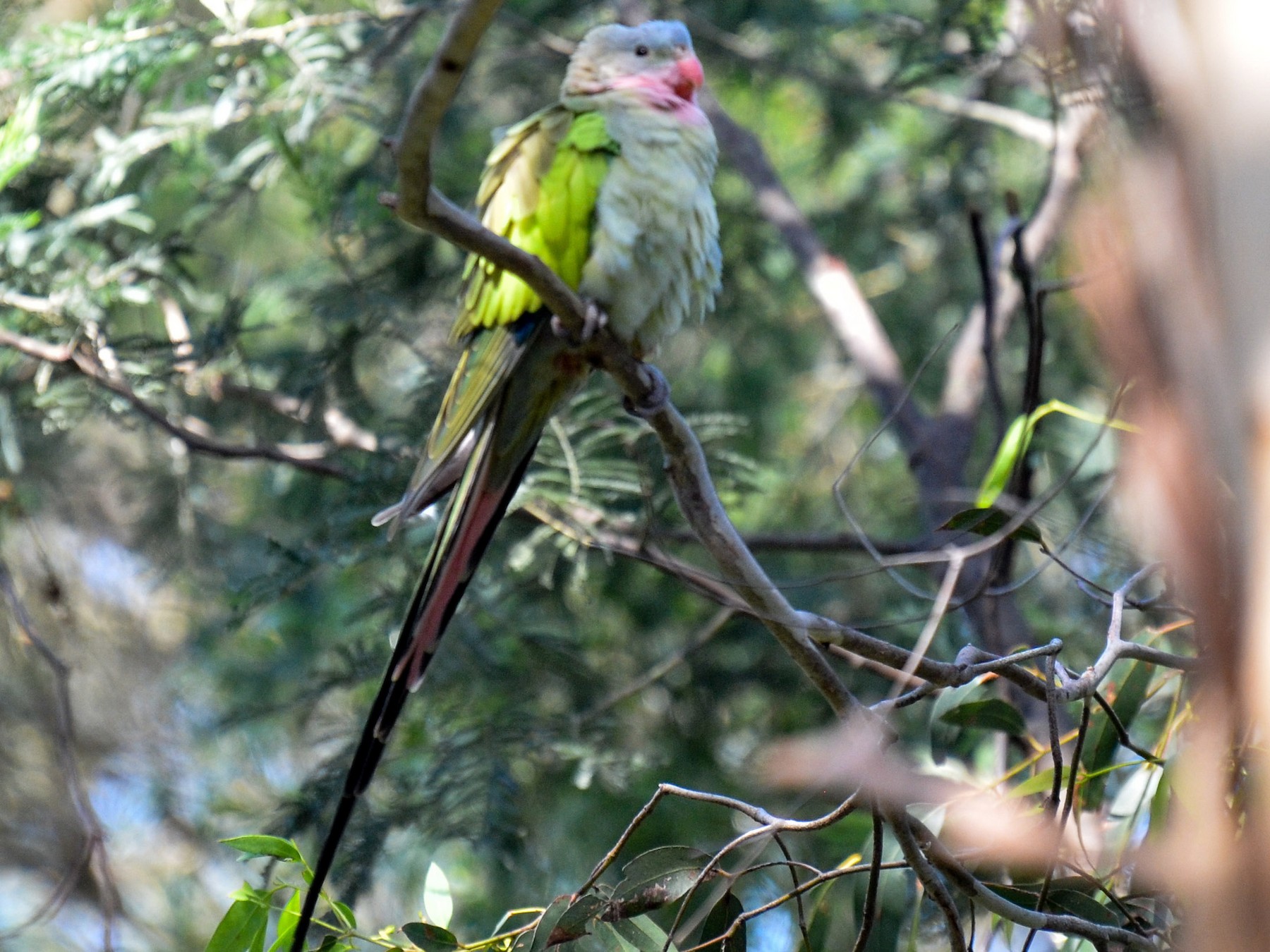 Princess Parrot - eBird
