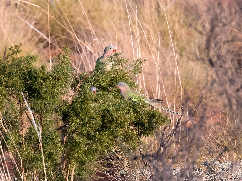 Princess Parrot - eBird