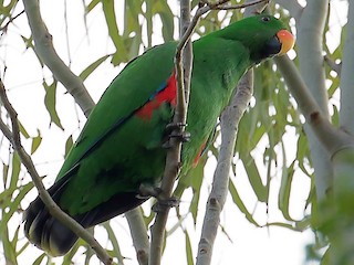 eclectus sp. - eBird