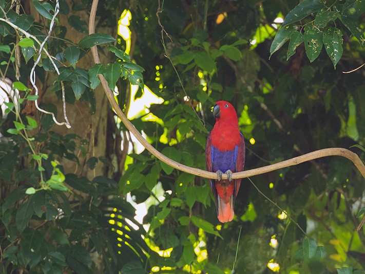 Eclectus Parrot - eBird