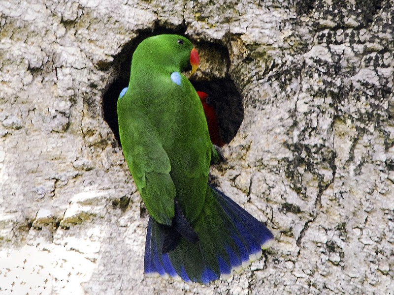 eclectus sp. - eBird