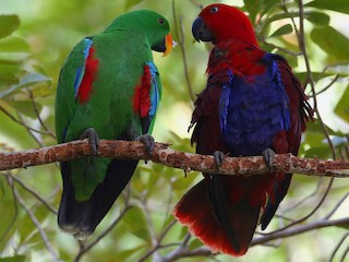 eclectus sp. - eBird