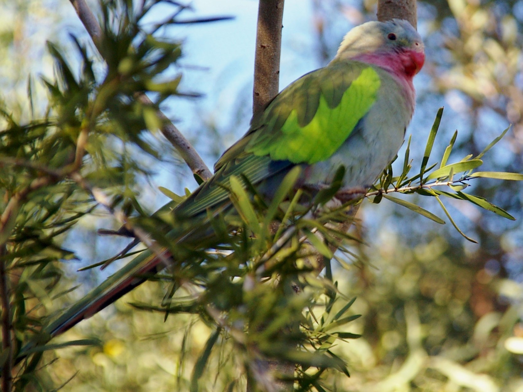 Princess Parrot - eBird