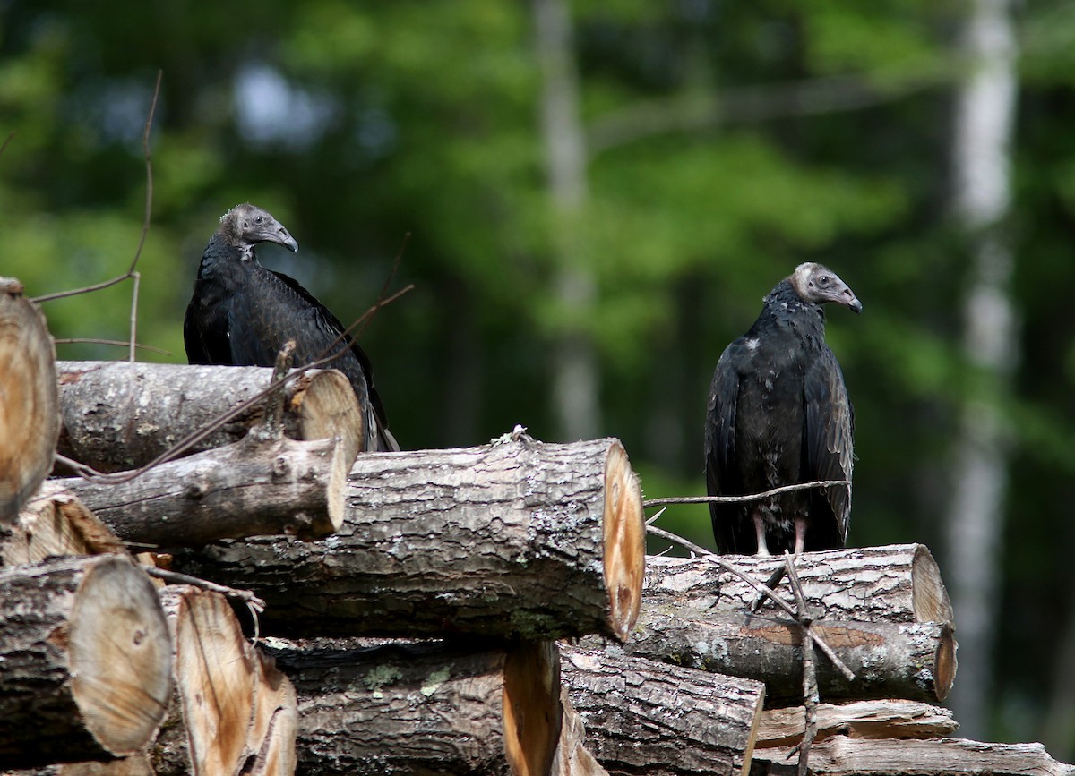 Data vetting is finished! All 2.8 MILLION observations have been ...