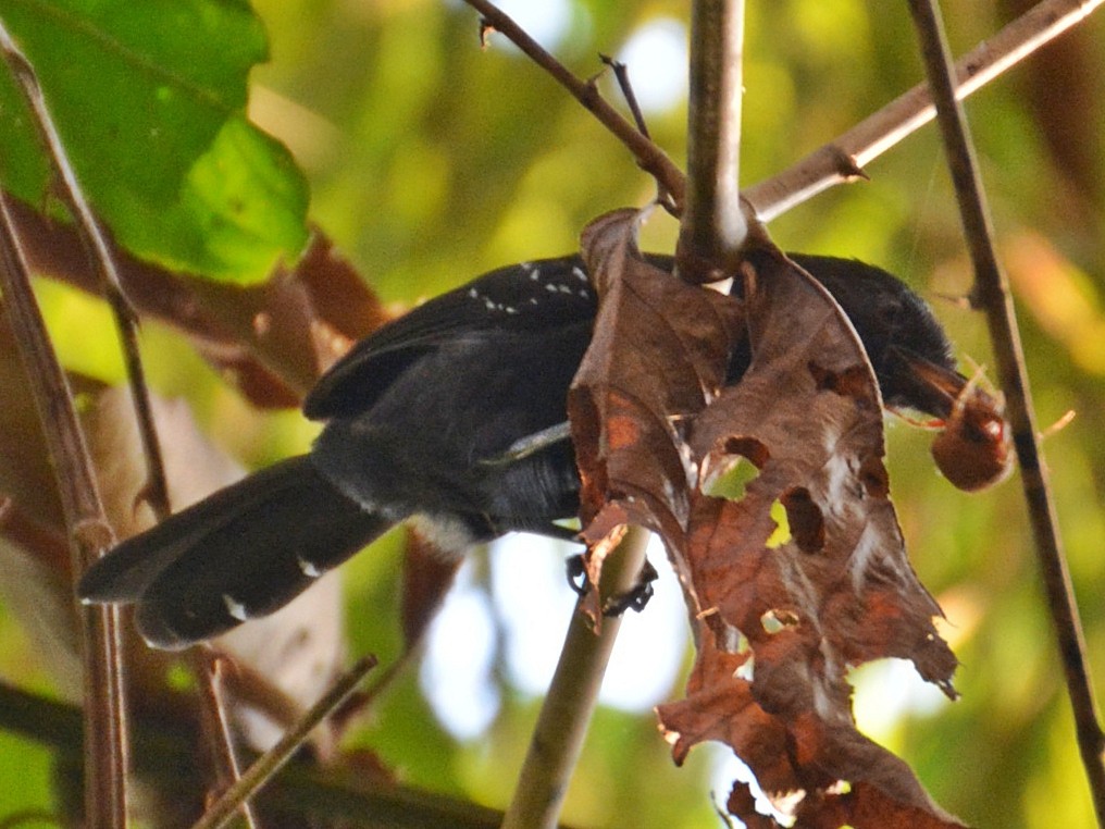 Manu Antbird - eBird