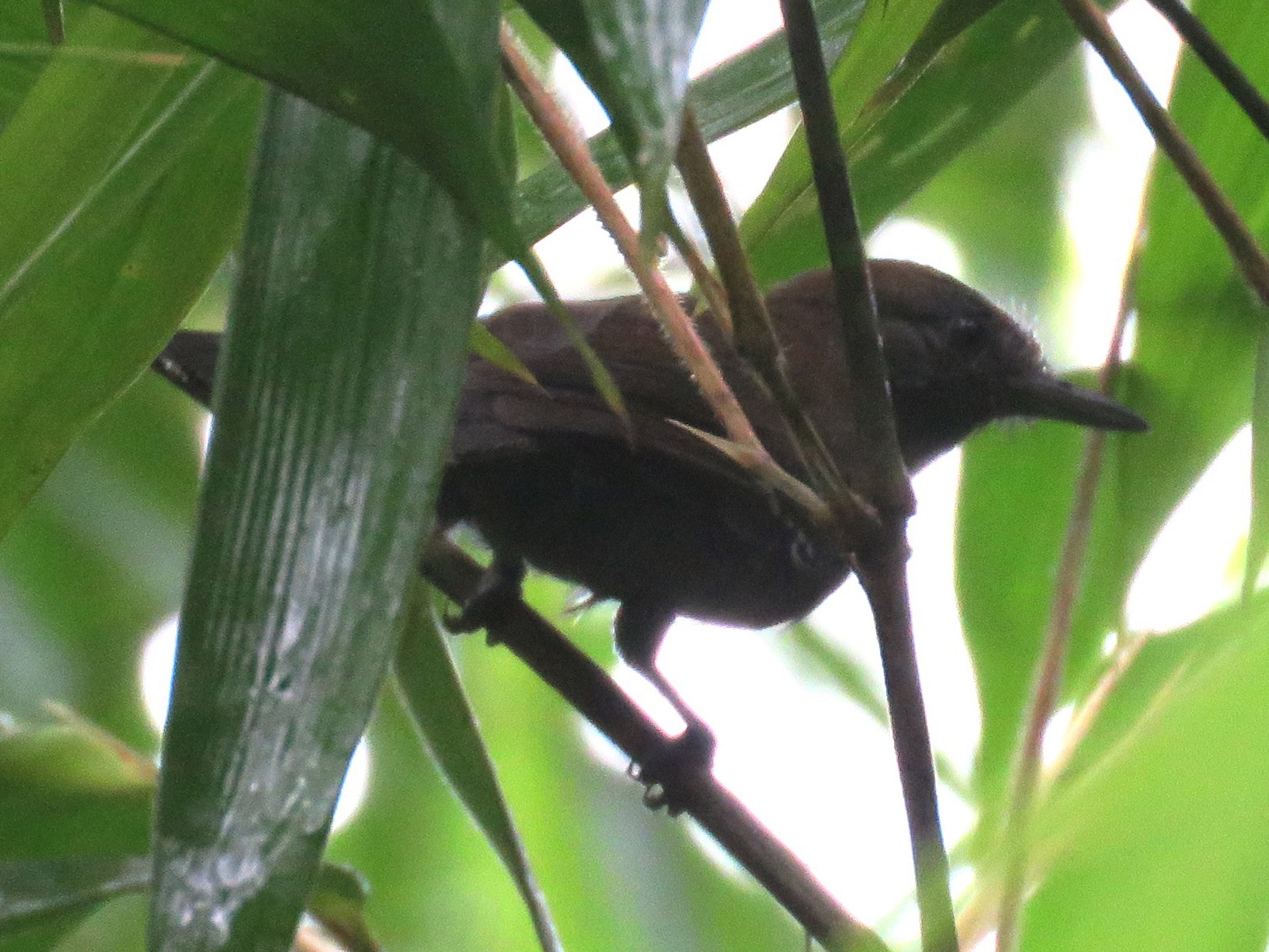 Manu Antbird - eBird