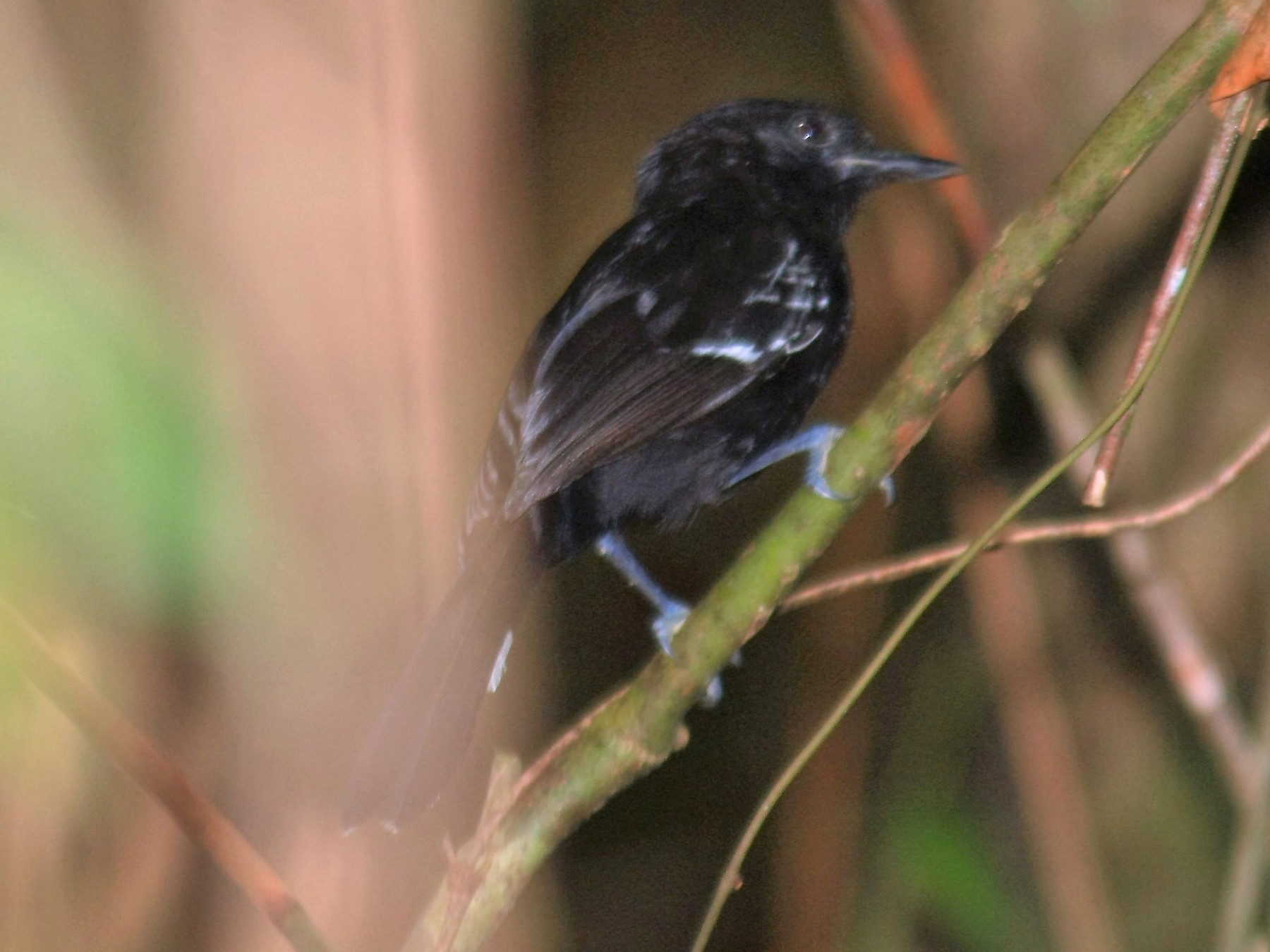 Manu Antbird - eBird