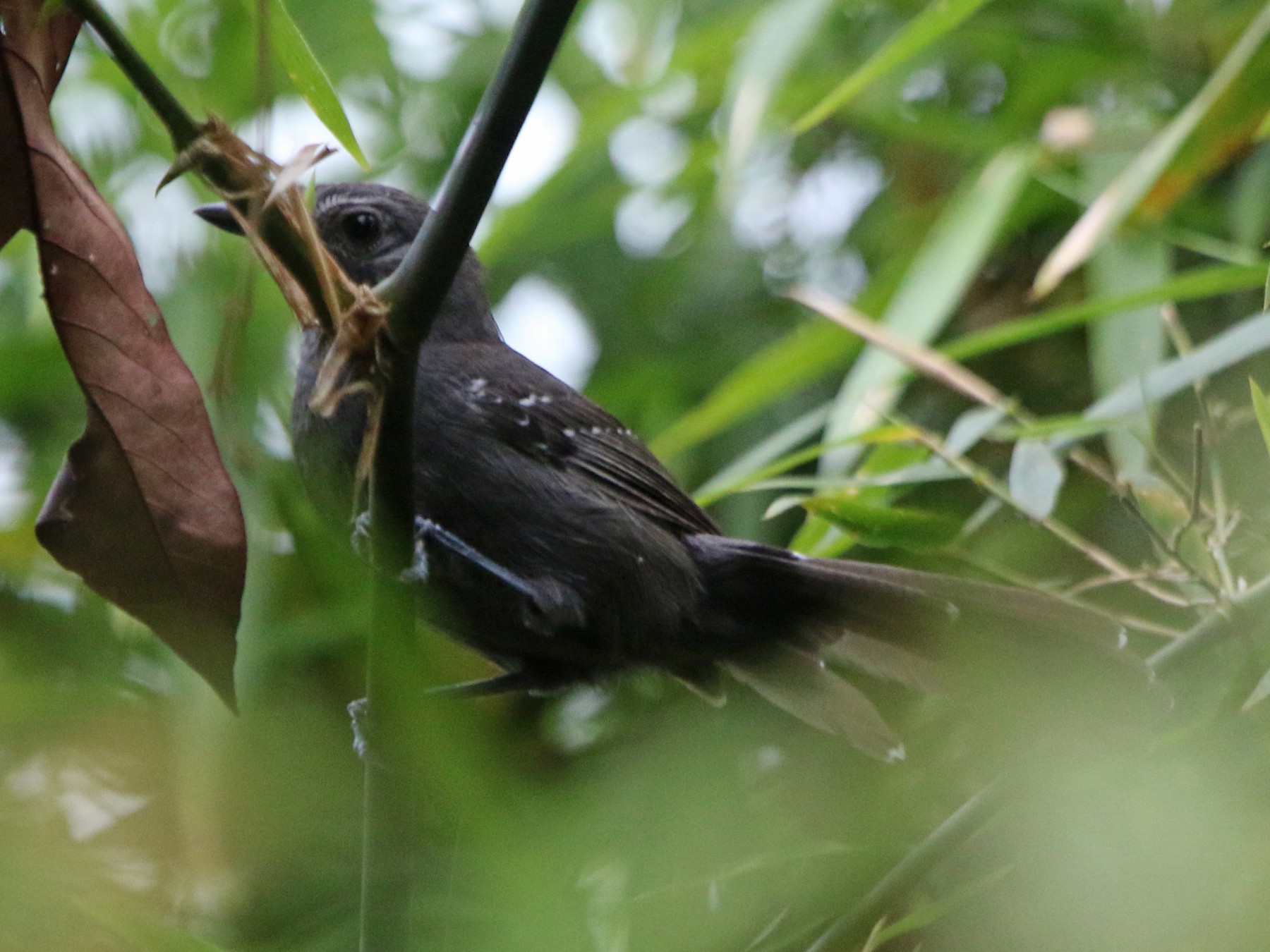 Manu Antbird - eBird