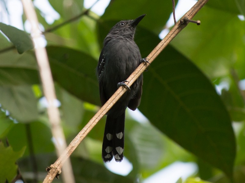 Gray Antbird - Cercomacra cinerascens - Birds of the World