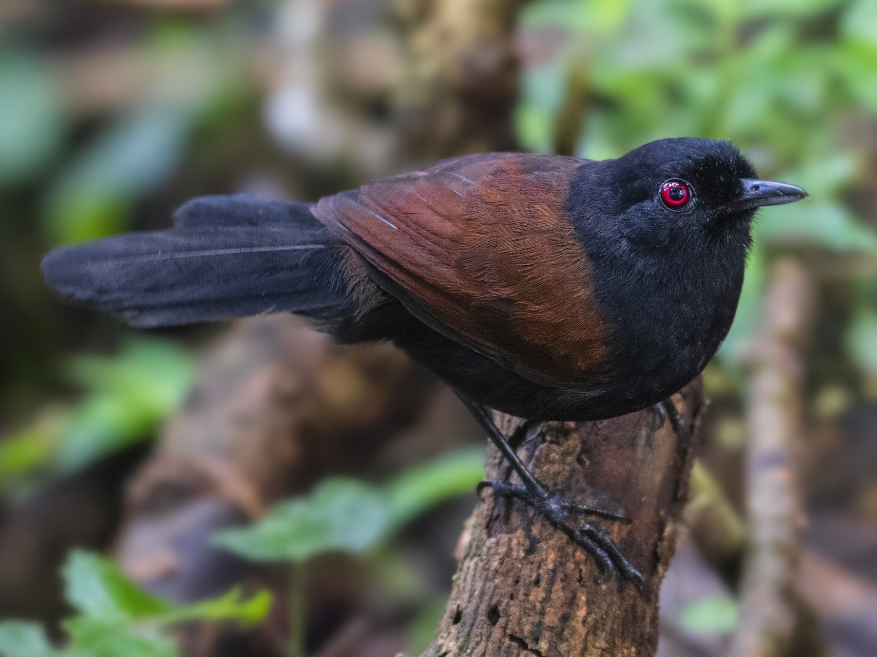 Western Fire-eye - eBird