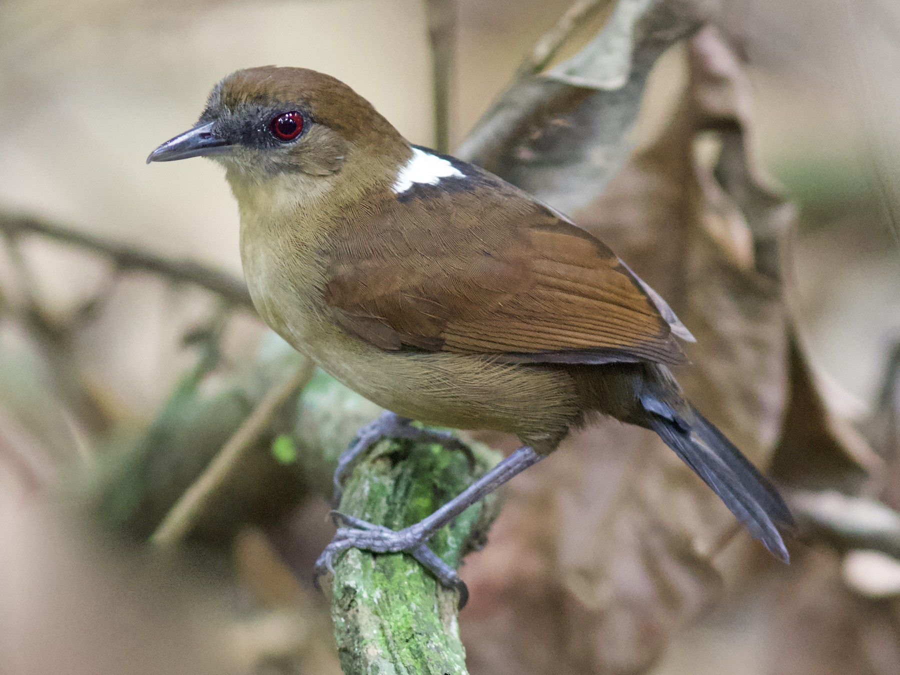 East Amazonian Fire-eye - eBird