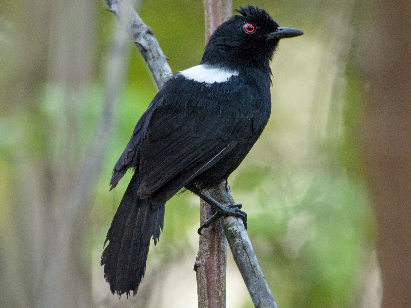 East Amazonian Fire-eye - eBird