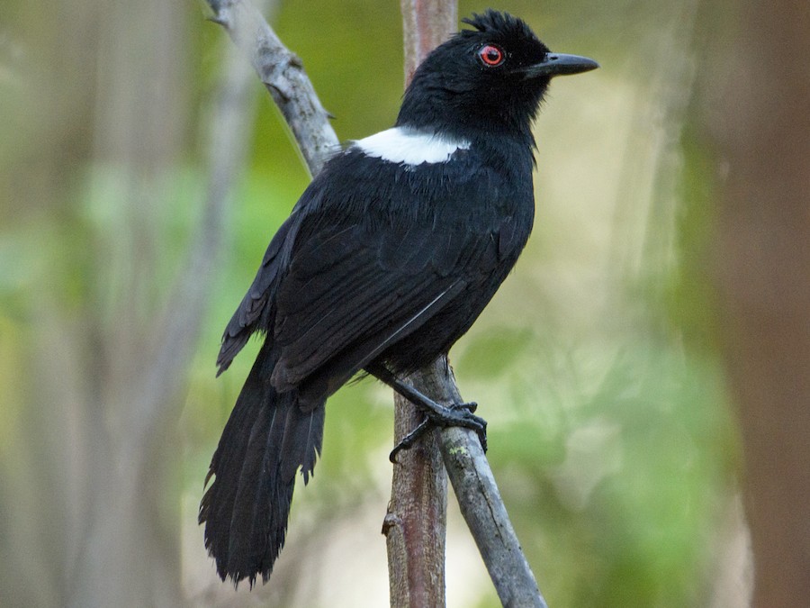 East Amazonian Fire-eye - eBird