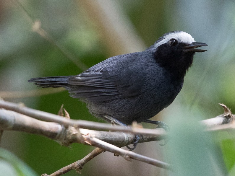 White-browed Antbird - Myrmoborus leucophrys - Birds of the World
