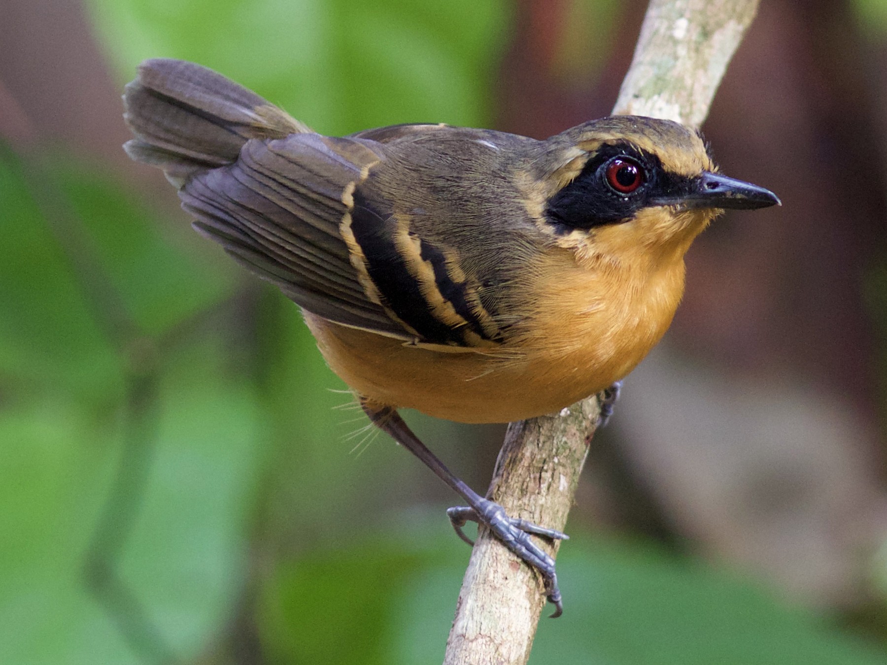 Black-faced Antbird - eBird