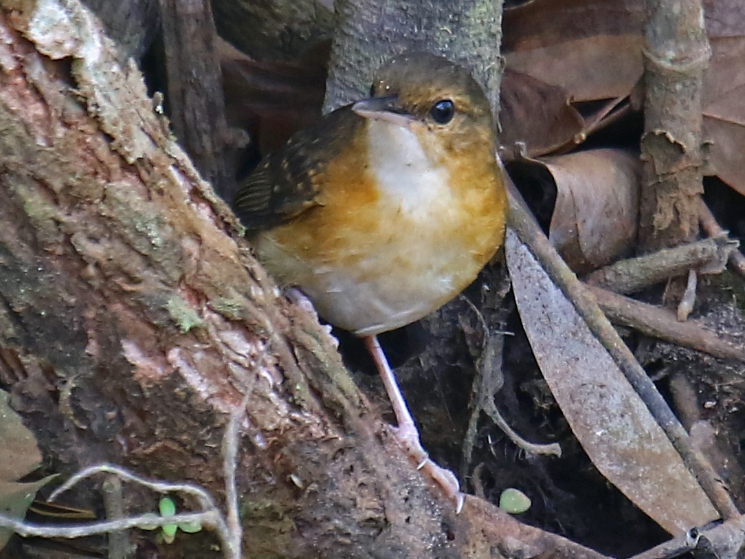 Papa-formiga-dos-igarapés - eBird